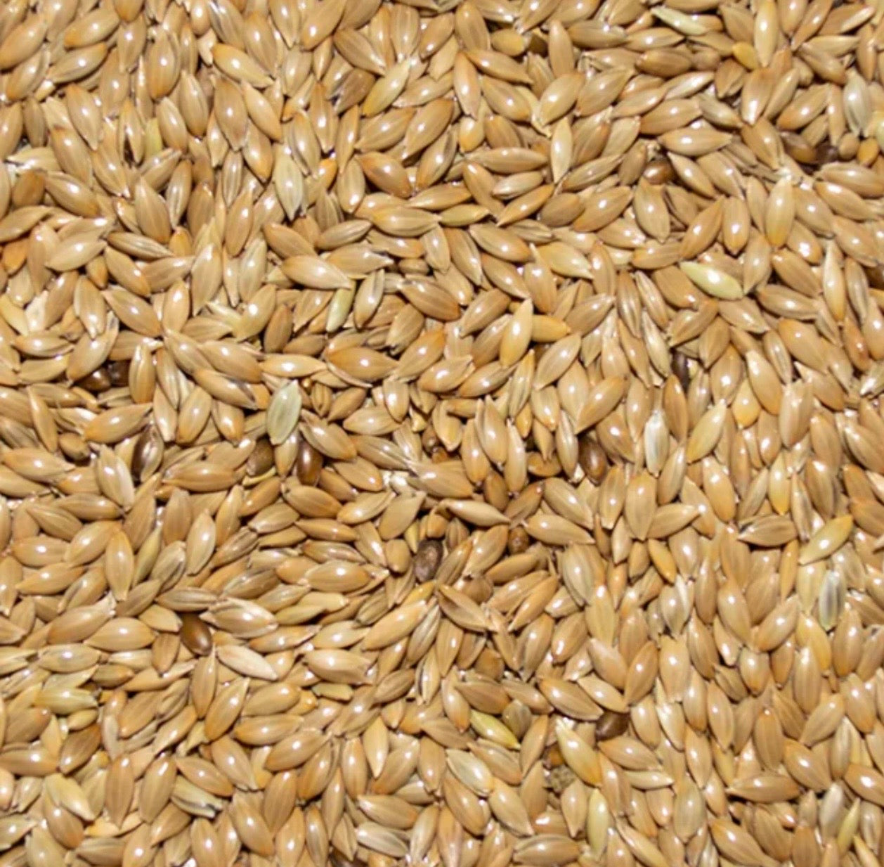 Canary Seed – The Canary Finch Store